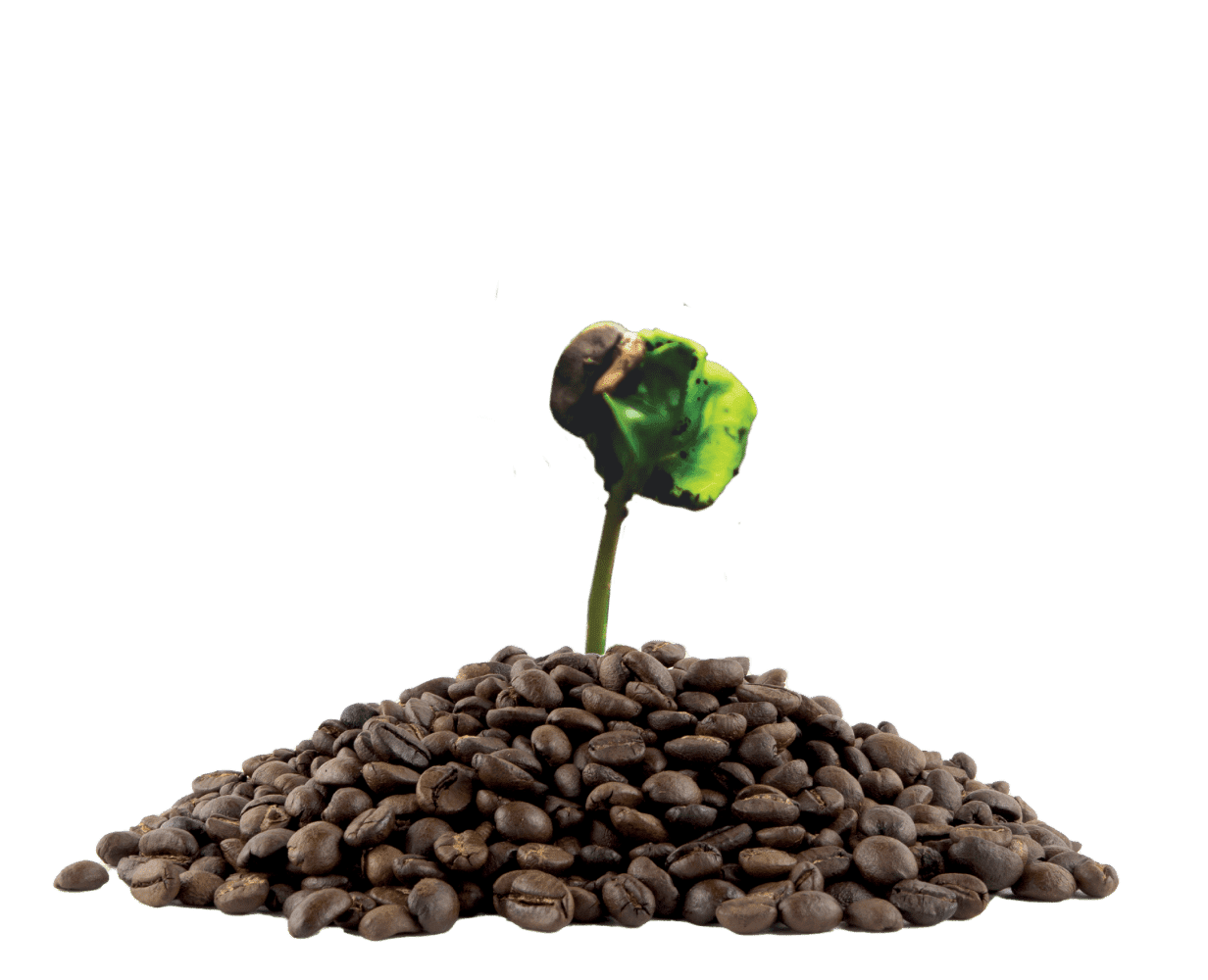 Carte rose à Nescafe