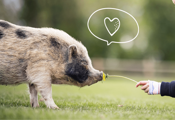 La Saint-Valentin des des animaux